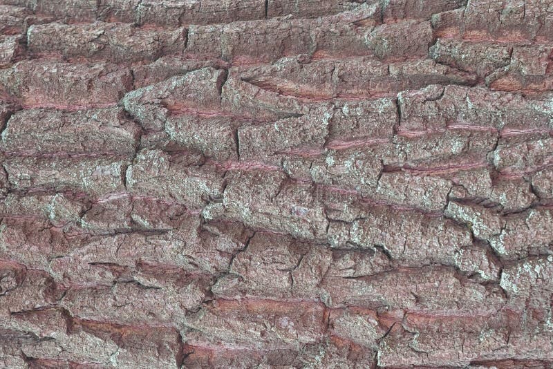 Gross Skin Texture Stock Photos - Free & Royalty-Free Stock Photos from ...