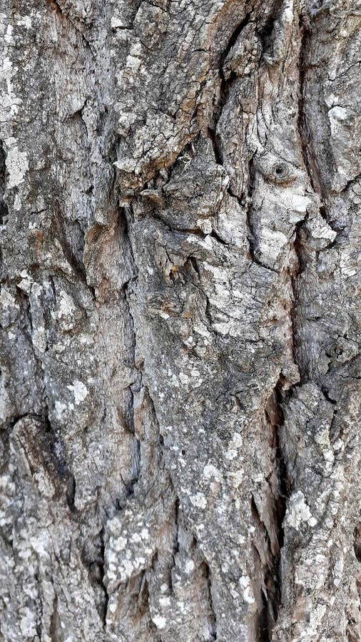 Bark of a tree close-up stock image. Image of pattern - 282330591