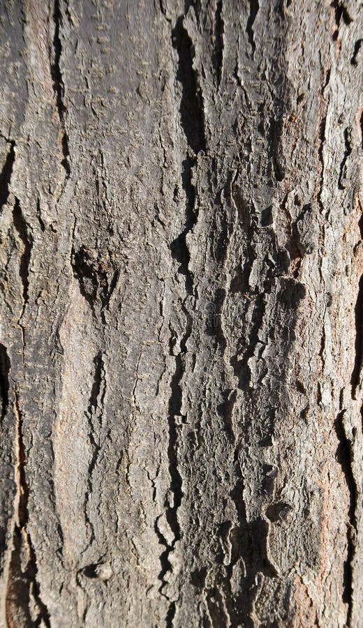 Tree bark close up grey stock photo. Image of grey, flaky - 159636658
