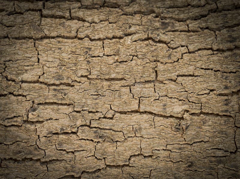 The Bark of the Tree is a Horizontal Pattern and a Vignette Stock Photo ...