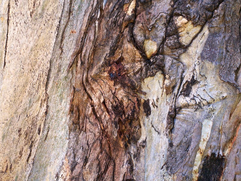 Bark tree colors stock image. Image of aussie, tree, wavy - 50593463
