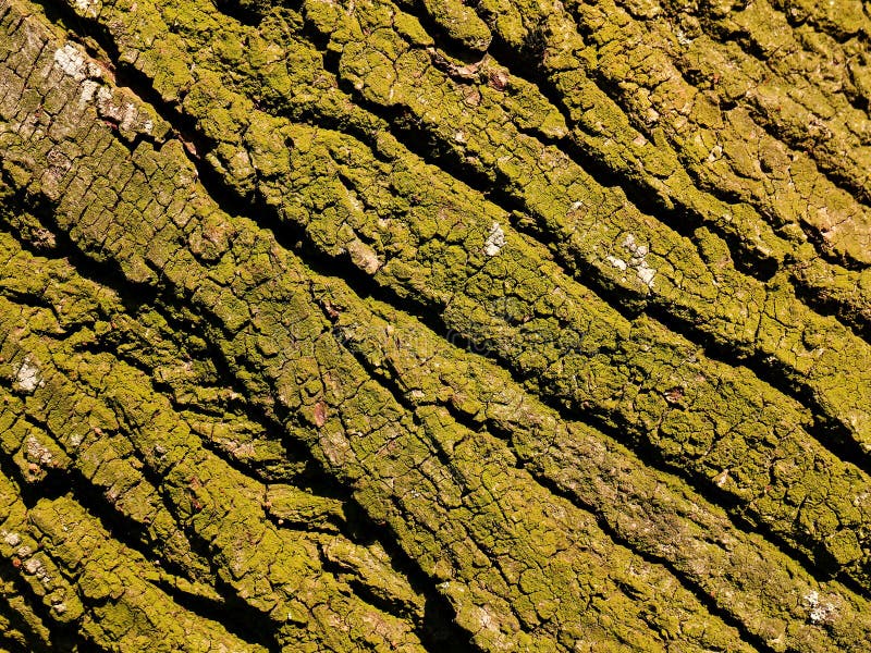 Bumpy Green Bark of Old Poplar Stock Image - Image of bole, poplar ...