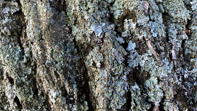 The Bark of a Tree is Covered in Moss and Lichen Stock Photo - Image of ...