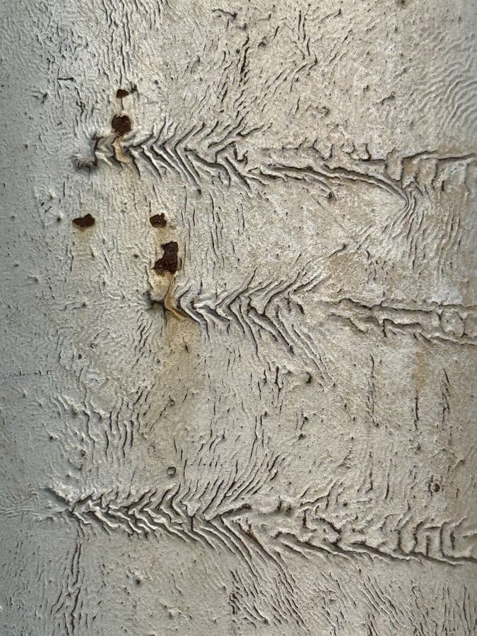 The Bark of a Tree is Covered in Scratches and Marks, Giving it a Rough ...