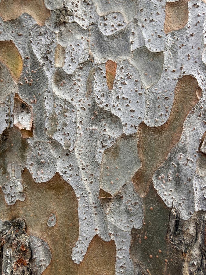 The Bark of a Tree is Covered in Small Bumps and Ridges Stock Image ...