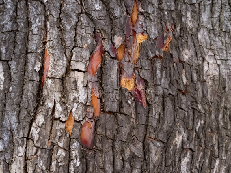 Bark of Tree with Cracks and Scratches Stock Image - Image of rough ...