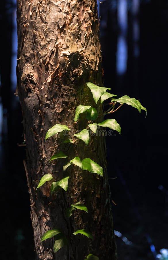 Bark of Tree at the Dark Forest at Night. Long Exposure Photo of Tree ...