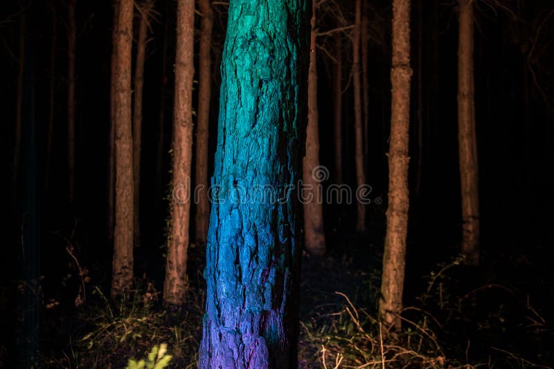 Bark of Tree at the Dark Forest at Night. Long Exposure Photo of Tree ...