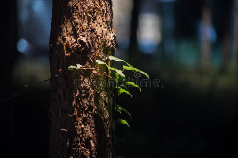 Bark of Tree at the Dark Forest at Night. Long Exposure Photo of Tree ...
