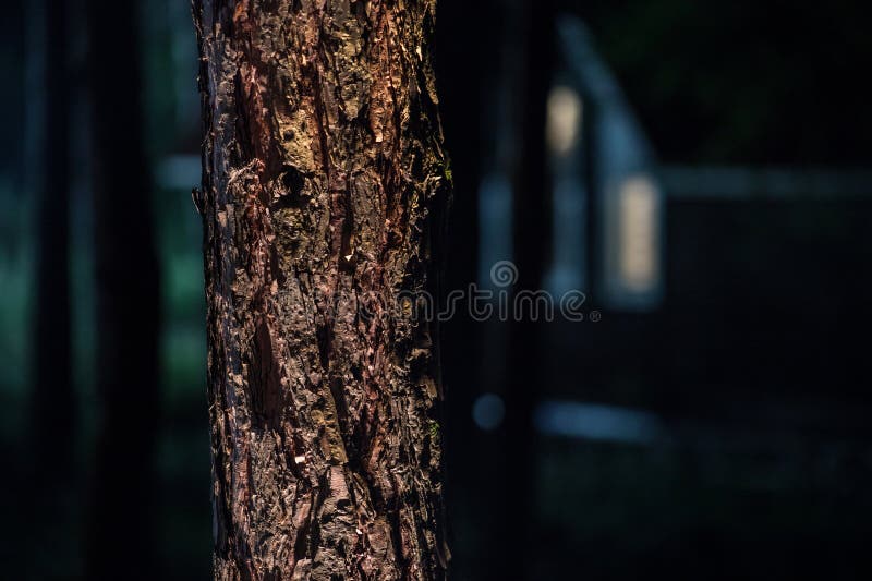 Bark of Tree at the Dark Forest at Night. Long Exposure Photo of Tree ...
