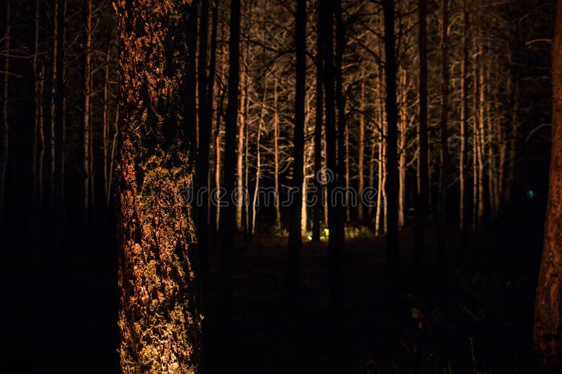 Bark of Tree at the Dark Forest at Night. Long Exposure Photo of Tree ...