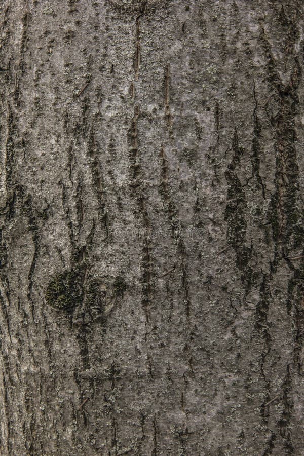Bark of a Tree. Detail of Wooden Texture Stock Image - Image of bark ...