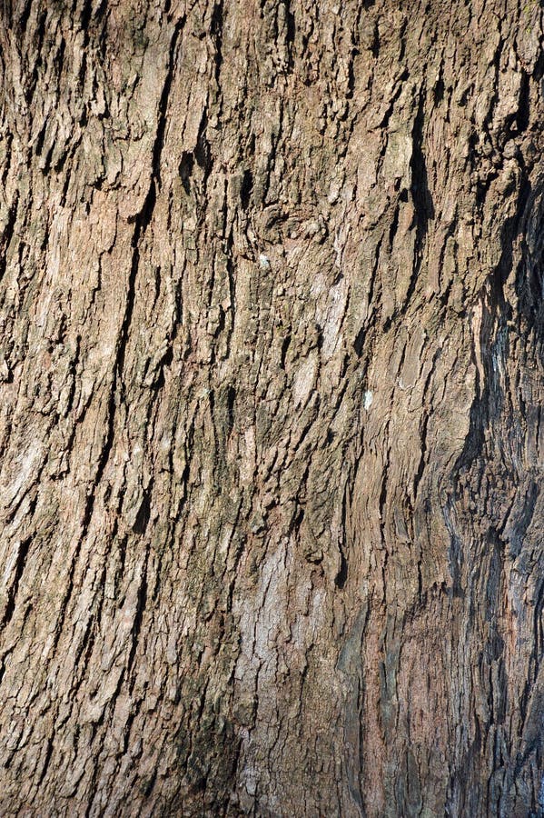 Bark tree stock image. Image of barn, design, rind, pine - 34439399