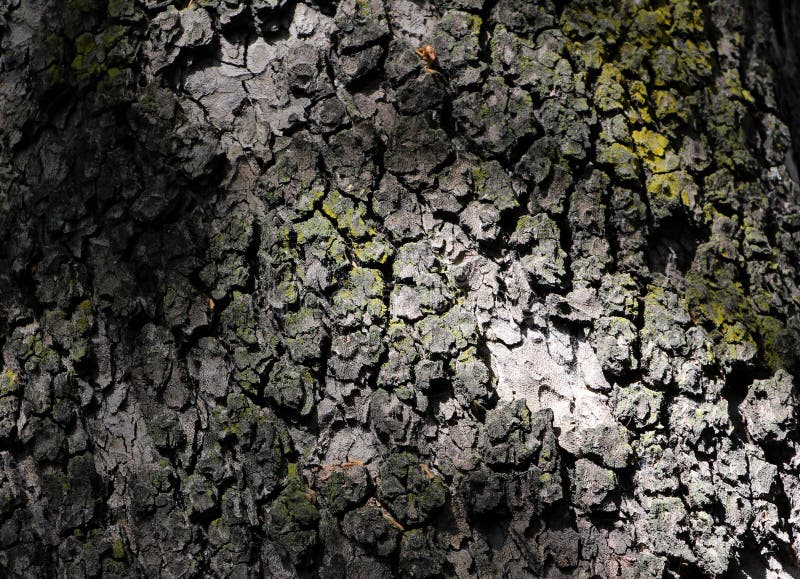 The bark of a tree stock image. Image of bark, background - 40808041