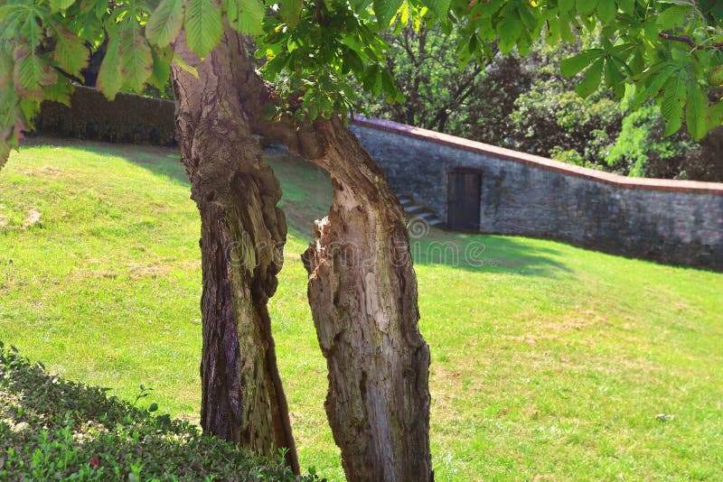 The Bark of a Tree, Divided into Two Parts Stock Photo - Image of ...