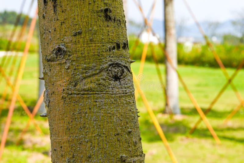Bark of a tree with an eye stock photo. Image of tree - 311090966