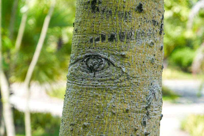 Bark of a tree with an eye stock photo. Image of brown - 311106954