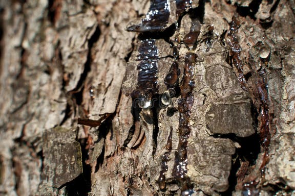 Bark of a Tree in the Forest. a Drop of Resin on the Bark of a Tree ...