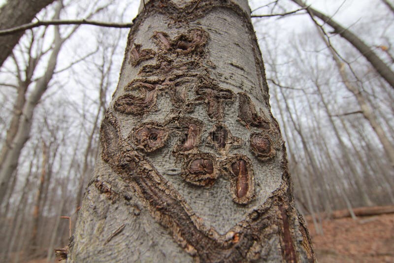 The Bark on a Tree in a Forest Stock Image - Image of nature, bark ...