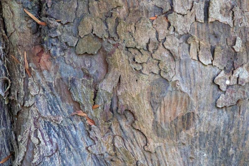 Tree Bark Full Framed Image Stock Image - Image of backdrop, texture ...