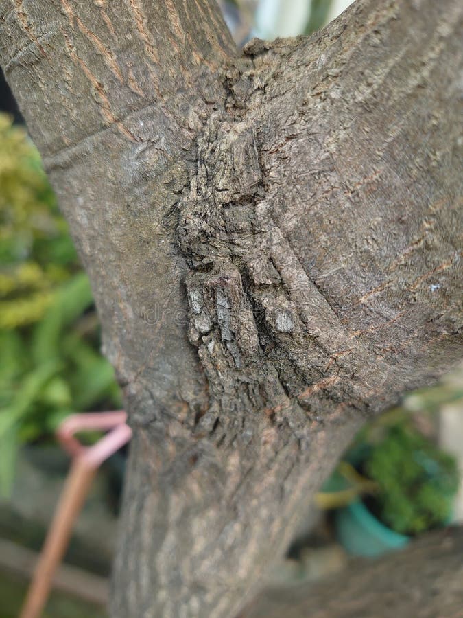 Bark from a Tree Fron of House Stock Photo - Image of house, letter ...