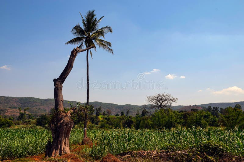 Bark of a Tree in Front of Coconut Tree on a beside Highway Stock Photo ...