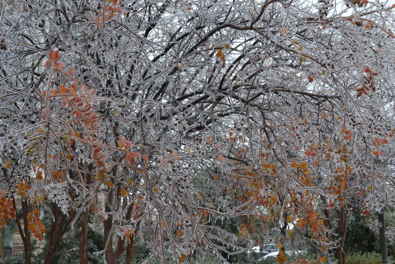 Bark of a Tree in a Frozen Winter Day Stock Image - Image of white ...