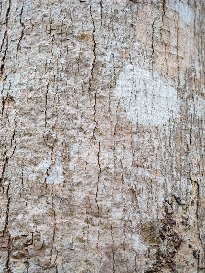 Bark of tree stock image. Image of abstract, wooden - 190191337
