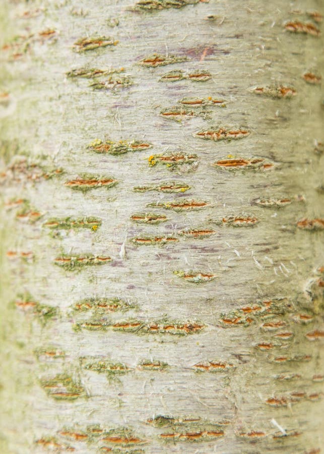 Bark of Tree in Garden, Texture,botany, Stock Photo - Image of bloosom ...