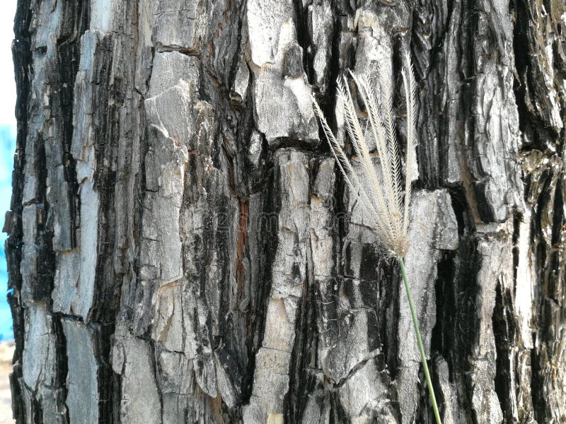 Bark and grass stock photo. Image of mouldy, plant, deteriorated - 50065400