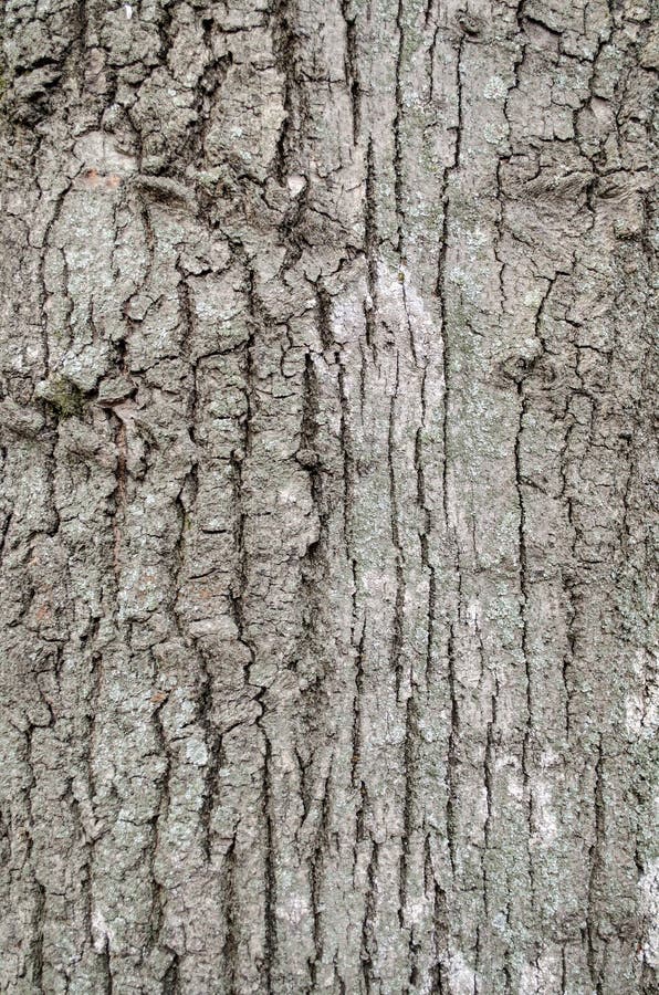 The bark stock image. Image of grass, bright, bark, gray - 87528757