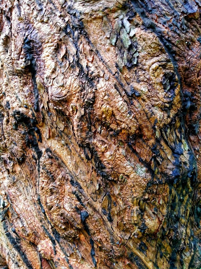 The Bark of the Tree Has a Rough Texture and Naturally Formed Patterns ...