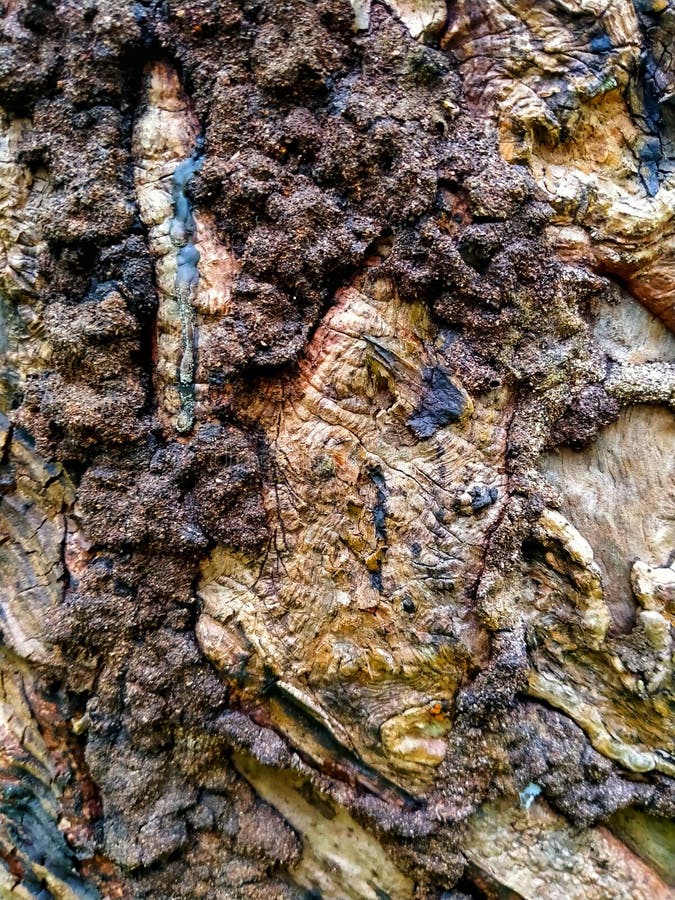 The Bark of the Tree Has a Rough Texture and Naturally Formed Patterns, with Variations in Brown ...