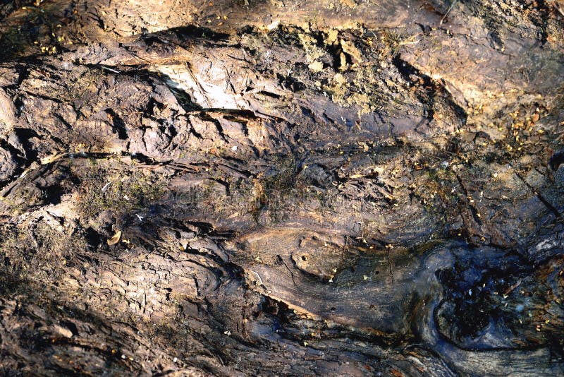 Bark of a Tree of Heterogeneous Texture, Volume Texture of Gray Stock ...
