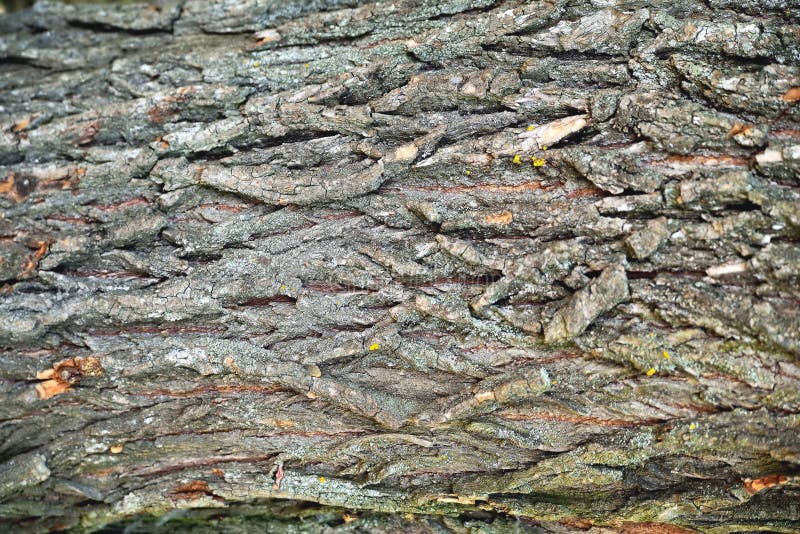 Bark of a Tree of Heterogeneous Texture, Volume Texture of Gray Stock ...