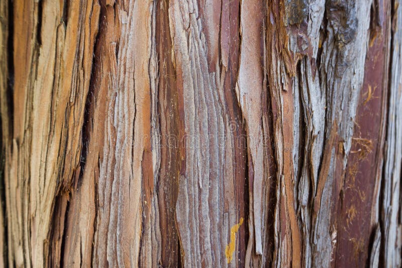 The Bark Tree Image Close Up in the Wood Stock Photo - Image of pine ...
