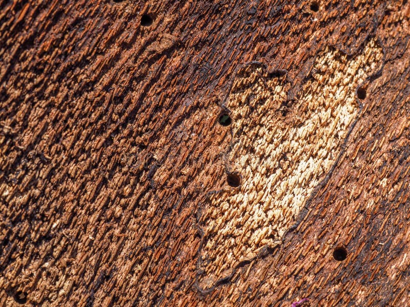 Inner Side Tree Bark Stock Photos - Free & Royalty-Free Stock Photos ...
