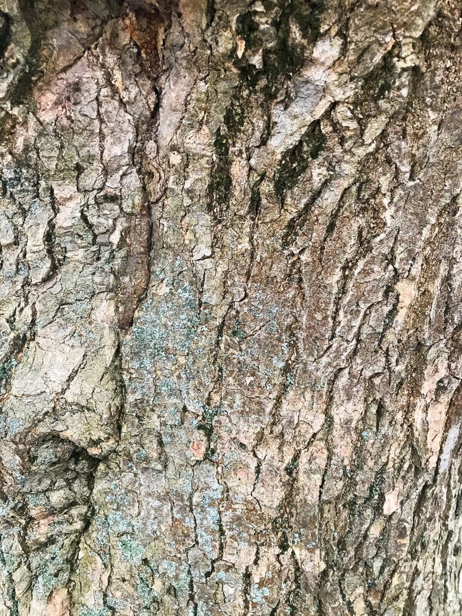 The Bark of a Tree with an Interesting Natural Ornament. Stock Image ...