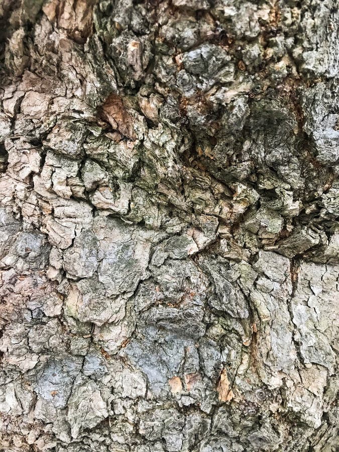 The Bark of a Tree with an Interesting Natural Ornament. Stock Photo ...