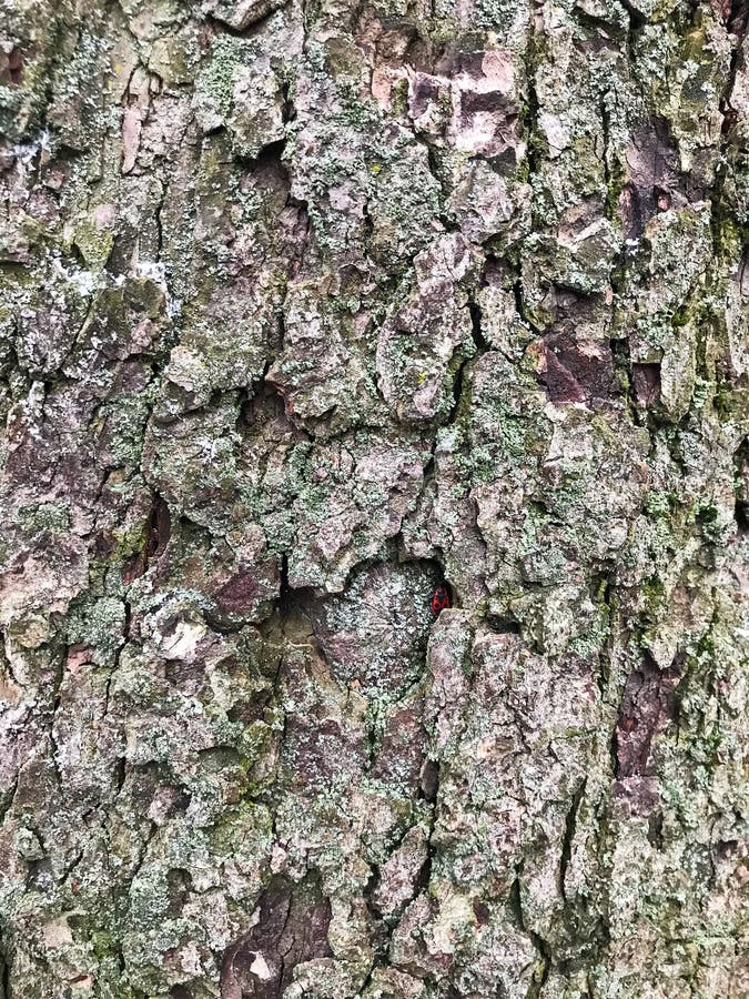 The Bark of a Tree with an Interesting Natural Ornament. Stock Image ...