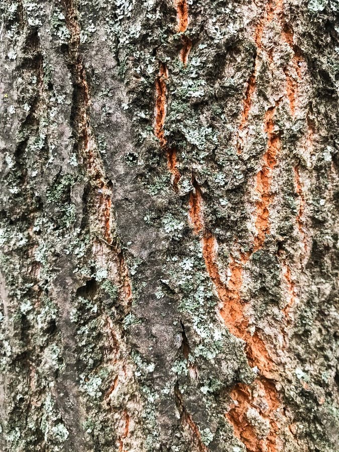 The Bark of a Tree with an Interesting Natural Ornament. Stock Photo ...