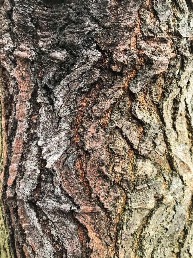 The Bark of a Tree with an Interesting Natural Ornament. Stock Image ...