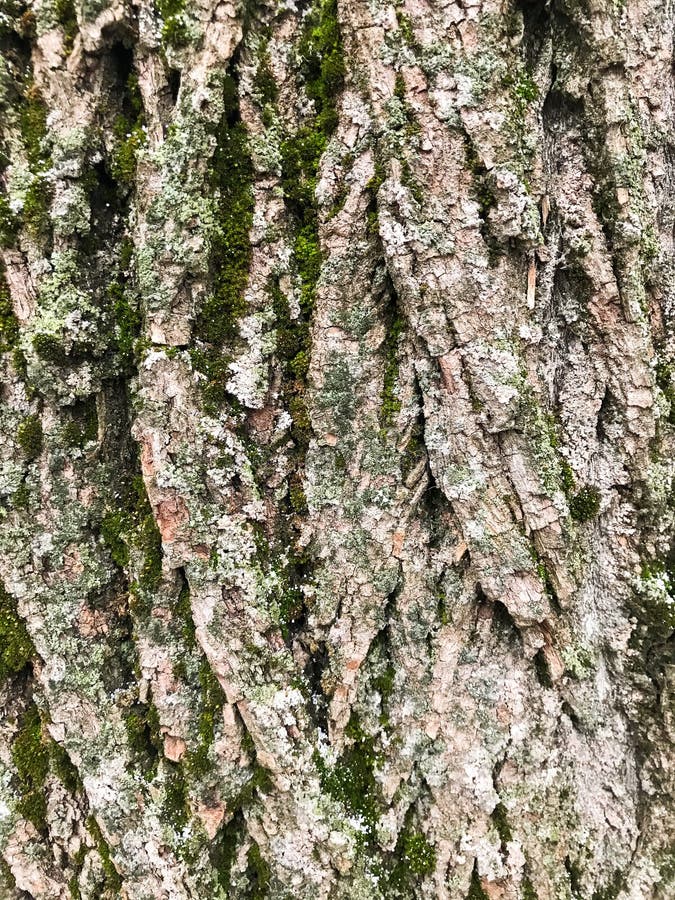 The Bark of a Tree with an Interesting Natural Ornament. Stock Photo ...