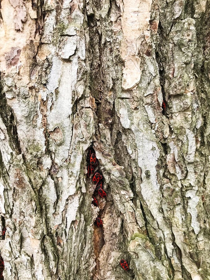 The Bark of a Tree with an Interesting Natural Ornament. Stock Photo ...