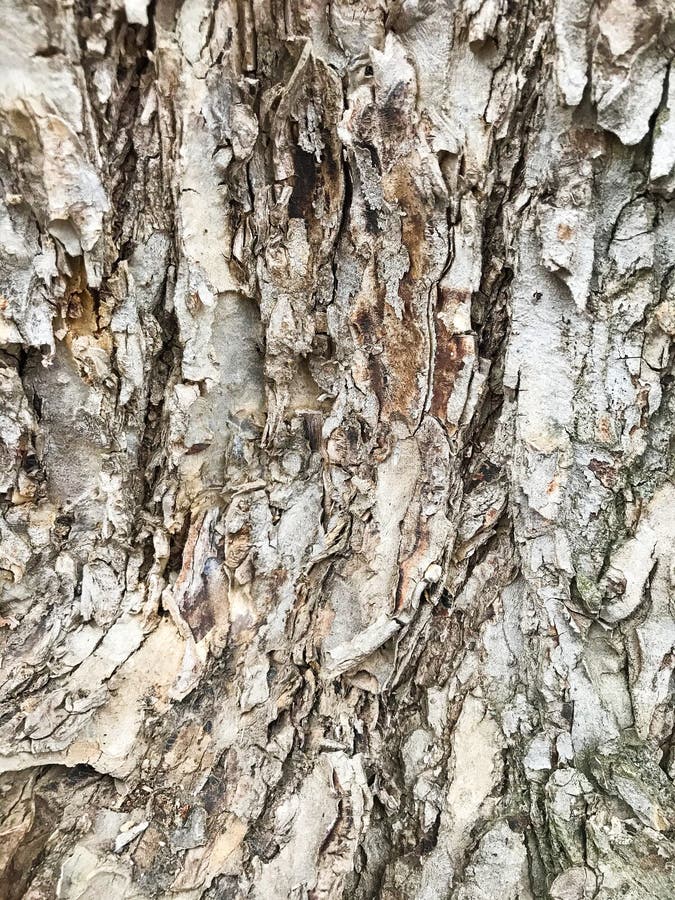 The Bark of a Tree with an Interesting Natural Ornament. Stock Image ...