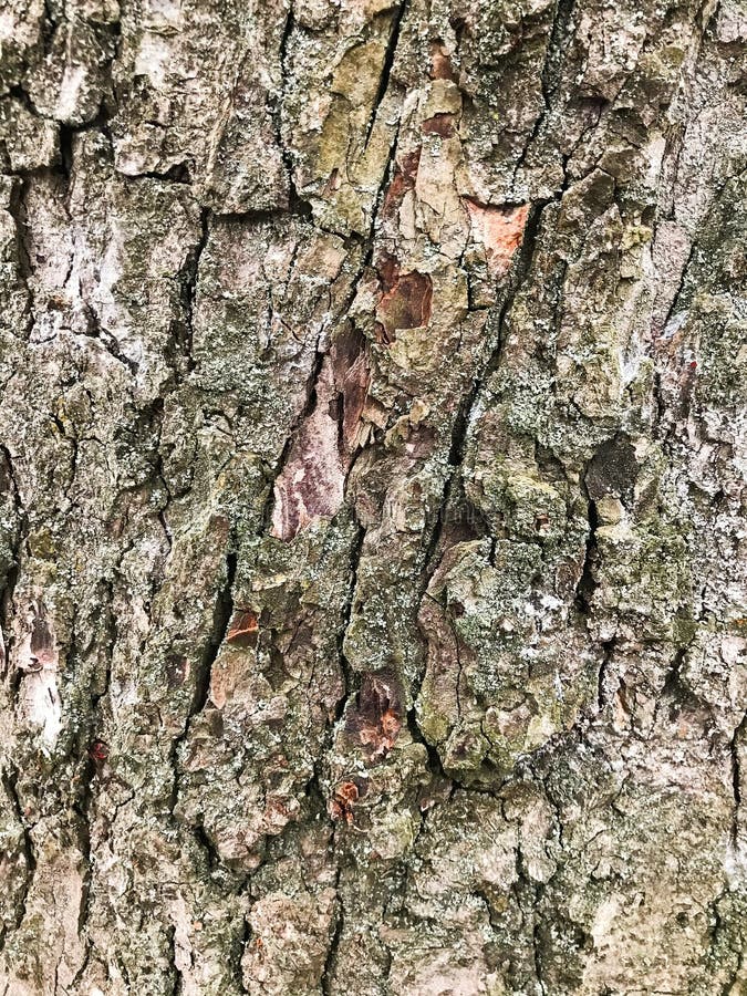 The Bark of a Tree with an Interesting Natural Ornament. Stock Photo ...