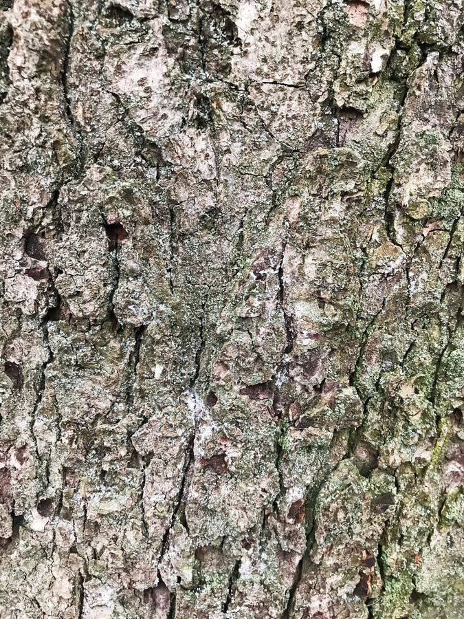 The Bark of a Tree with an Interesting Natural Ornament. Stock Photo ...