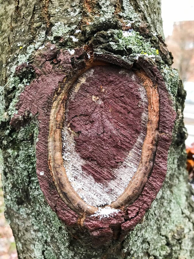 The Bark of a Tree with an Interesting Natural Ornament. Stock Image ...