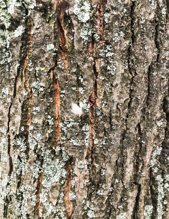 The Bark of a Tree with an Interesting Natural Ornament. Stock Photo ...