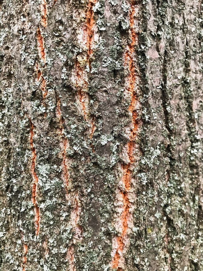 The Bark of a Tree with an Interesting Natural Ornament. Stock Image ...